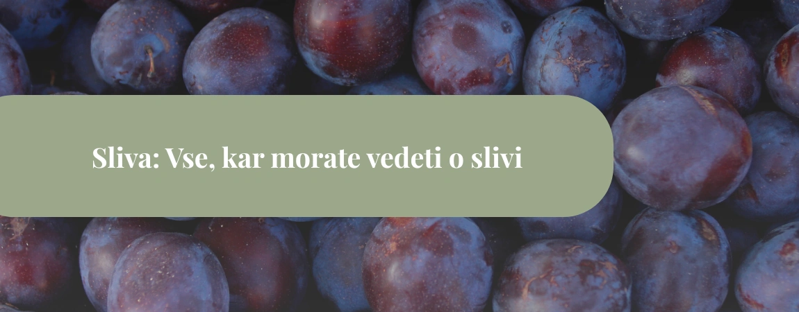 Sliva: Vse, kar morate vedeti o slivi - mojaprehrana.si